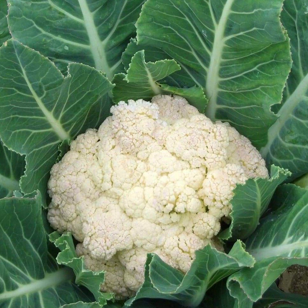 Cauliflower Seeds - Organic, Heirloom, Open Pollinated, Non GMO - Grow ...