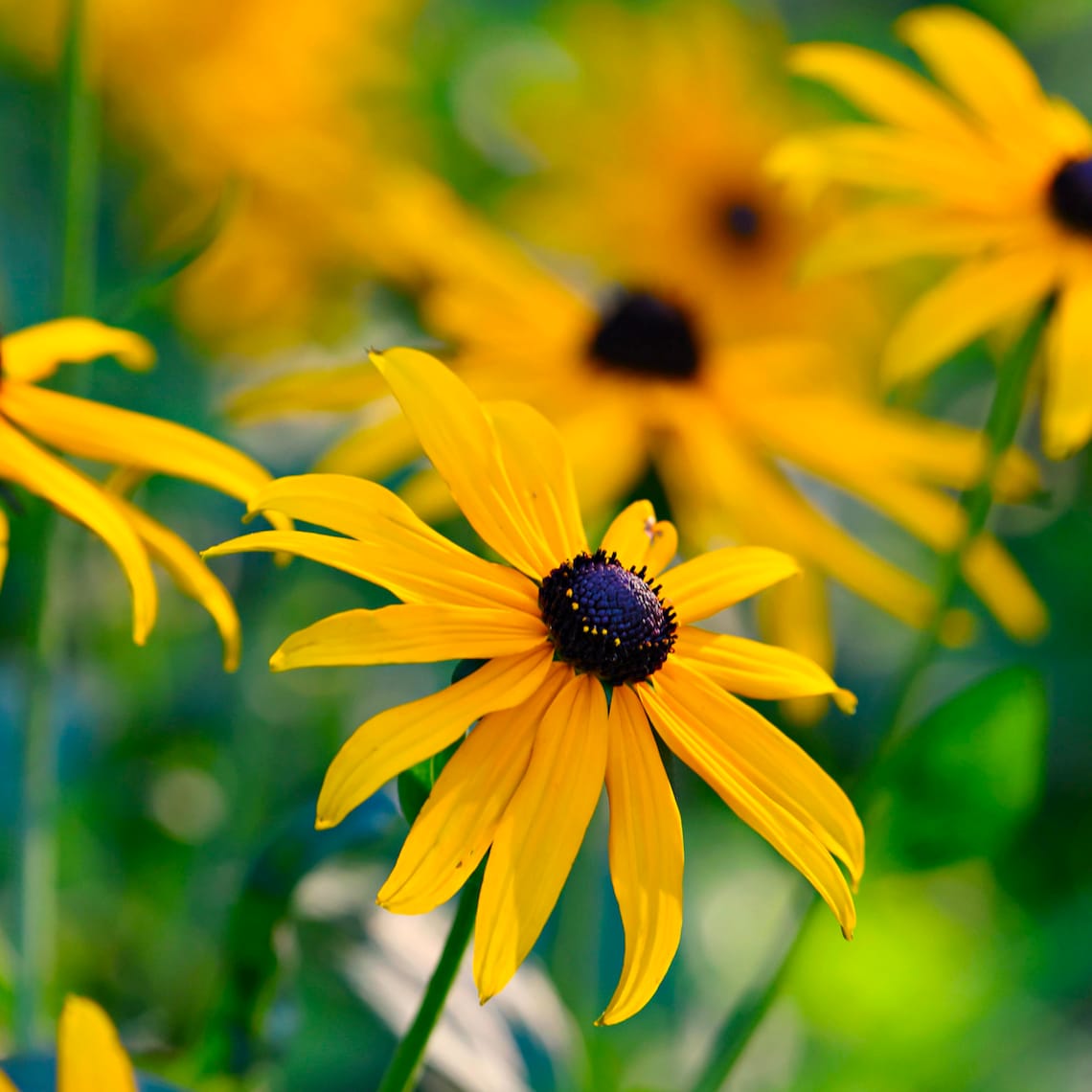 Toto Black Eyed Susan Flower Seeds - Grow Beautiful Flowers Indoors ...