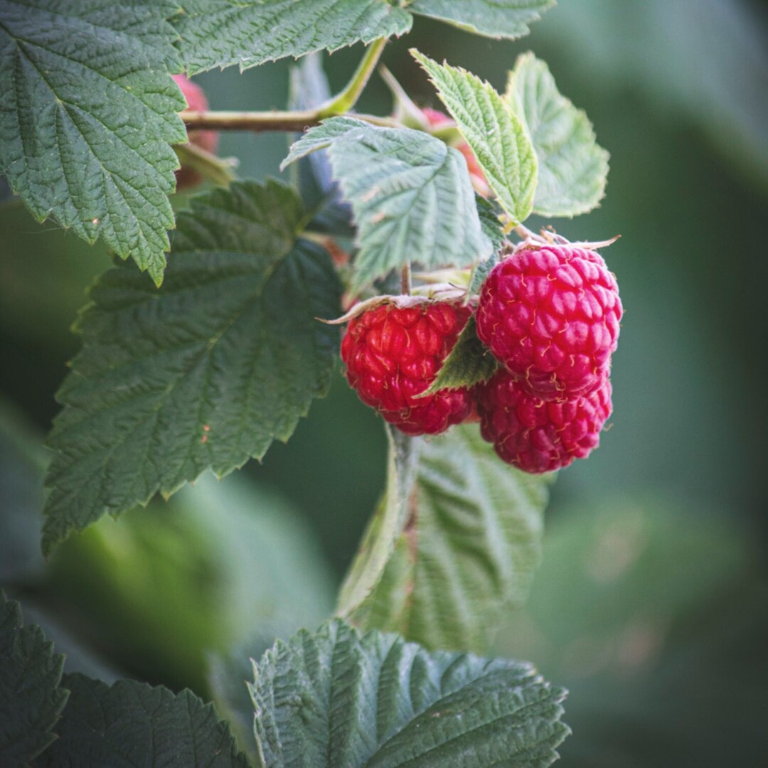 Raspberry Seeds - Organic, Heirloom, Open Pollinated, Non GMO - Grow ...