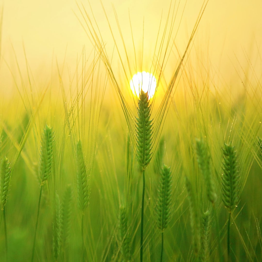 Kamut Seeds - Organic, Heirloom, Open Pollinated, Non GMO - Grow ...