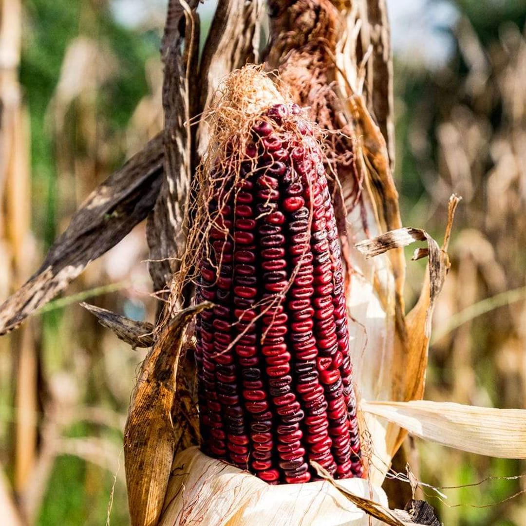 Red Corn Organic Seeds Heirloom, Open Pollinated, Non GMO Grow Indoors ...