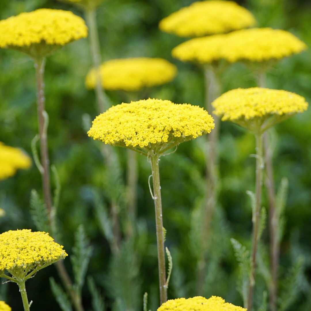 Golden Yarrow Herb Organic Seeds Heirloom, Non GMO Grow Indoors ...