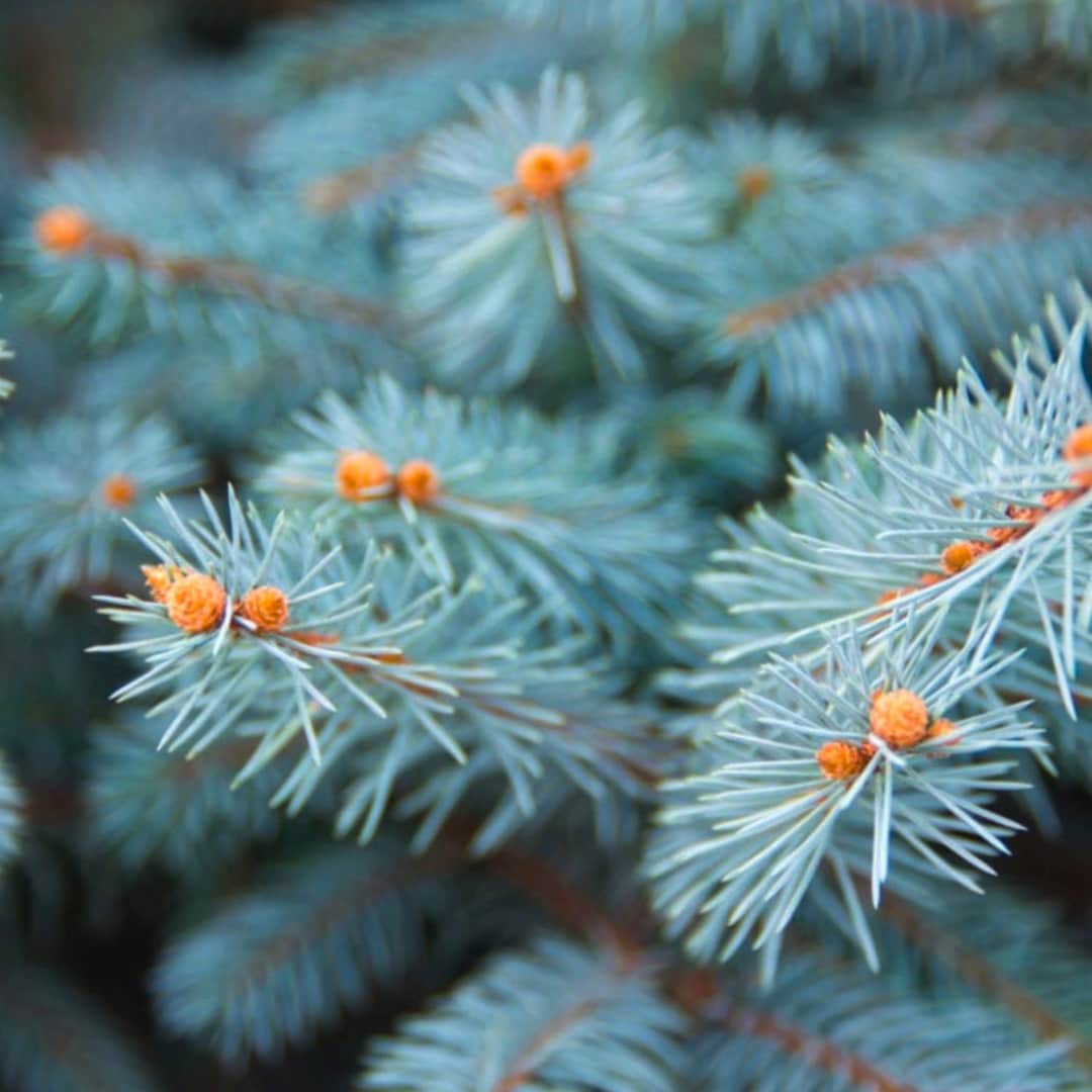 Blue Spruce Tree Seeds - Heirloom, Open Pollinated, Non GMO - Grow ...