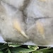 Grow Baggie - Ready to Go Fast Germination Seed Kit - Includes Organic ...