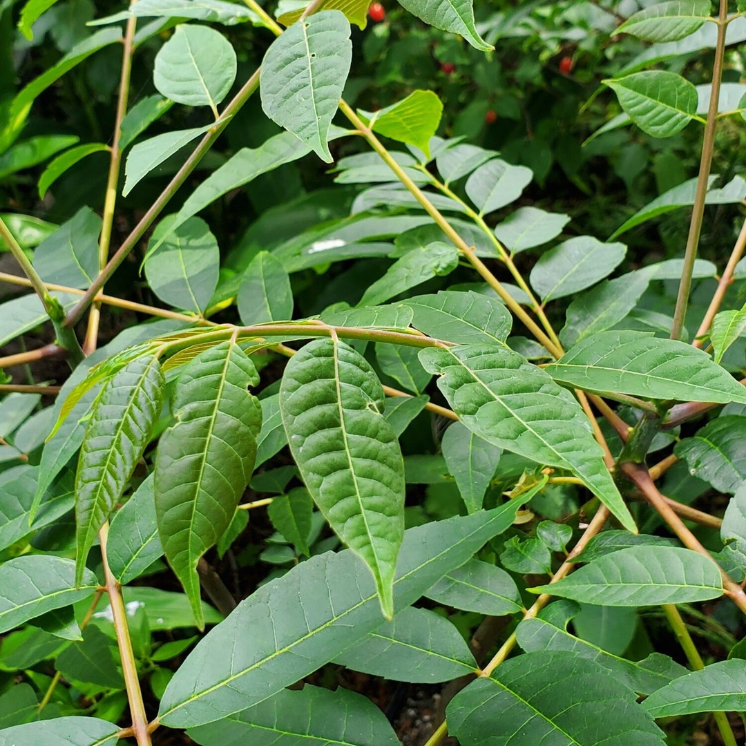 Chinese Toon Seeds - Organic, Heirloom, Open Pollinated, Non GMO - Grow ...