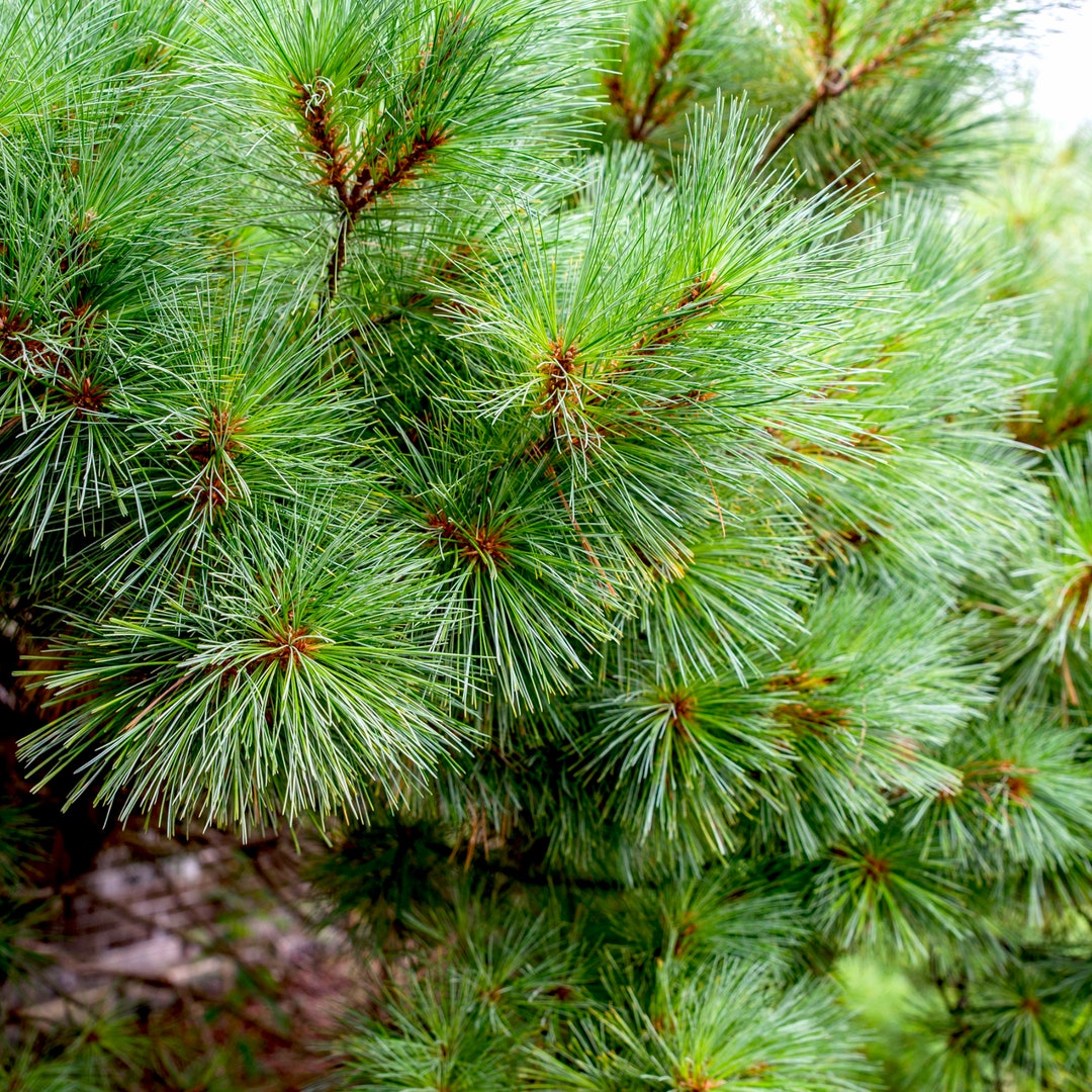 White Pine Tree Seeds - Heirloom, Open Pollinated, Non GMO - Grow ...
