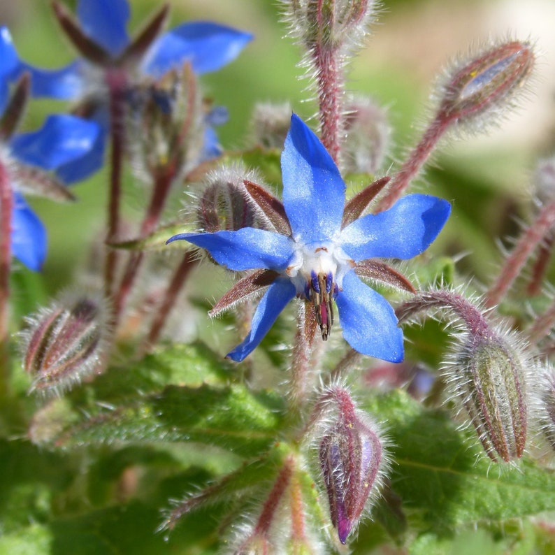 Borage Seeds - Organic, Heirloom, Open Pollinated, Non GMO - Grow ...
