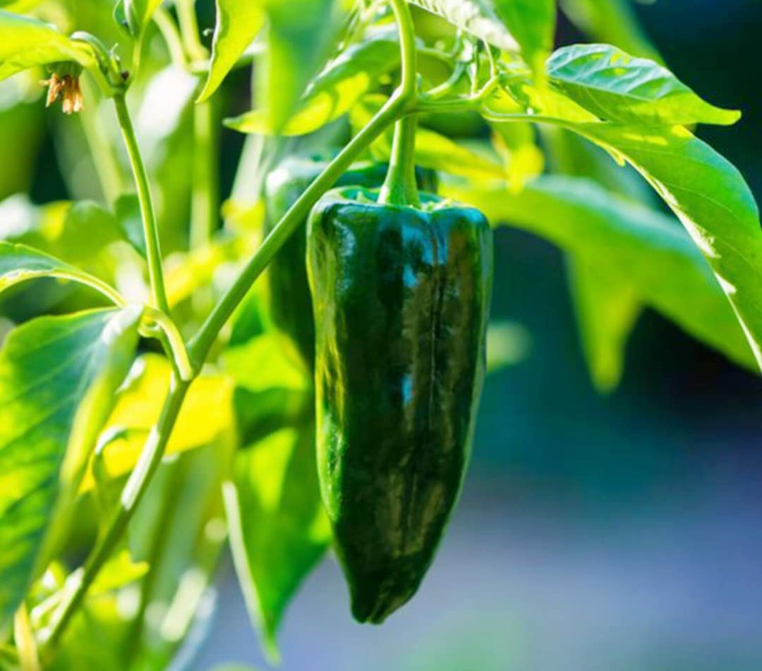 Poblano Pepper Seeds - Heirloom, Open Pollinated, Non GMO - Grow Indoor ...