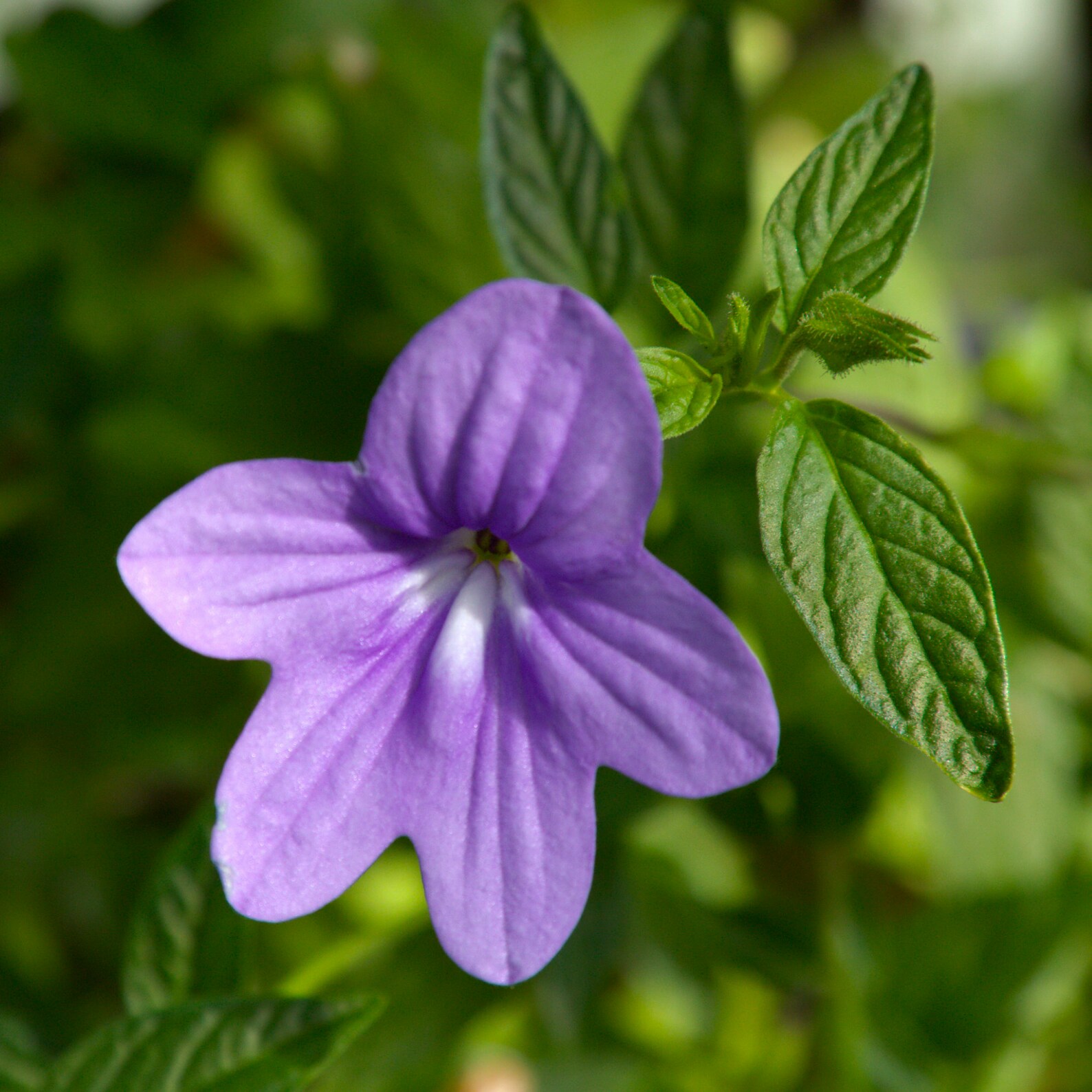 Browallia Flower Seeds - Grow Beautiful Flowers Indoors, Outdoors, in ...
