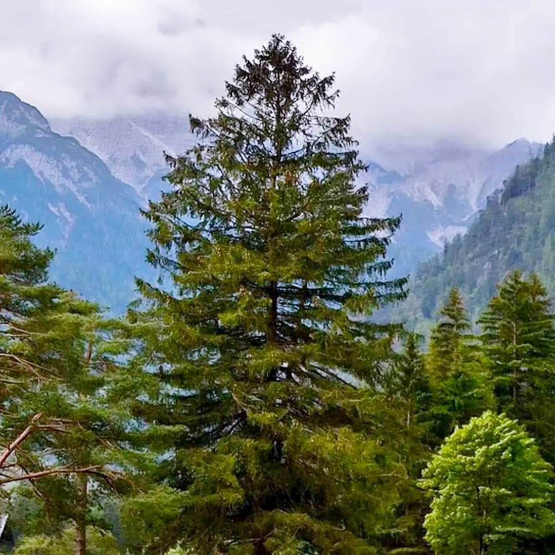 Norway Spruce Tree Seeds - Heirloom, Open Pollinated, Non GMO - Grow ...