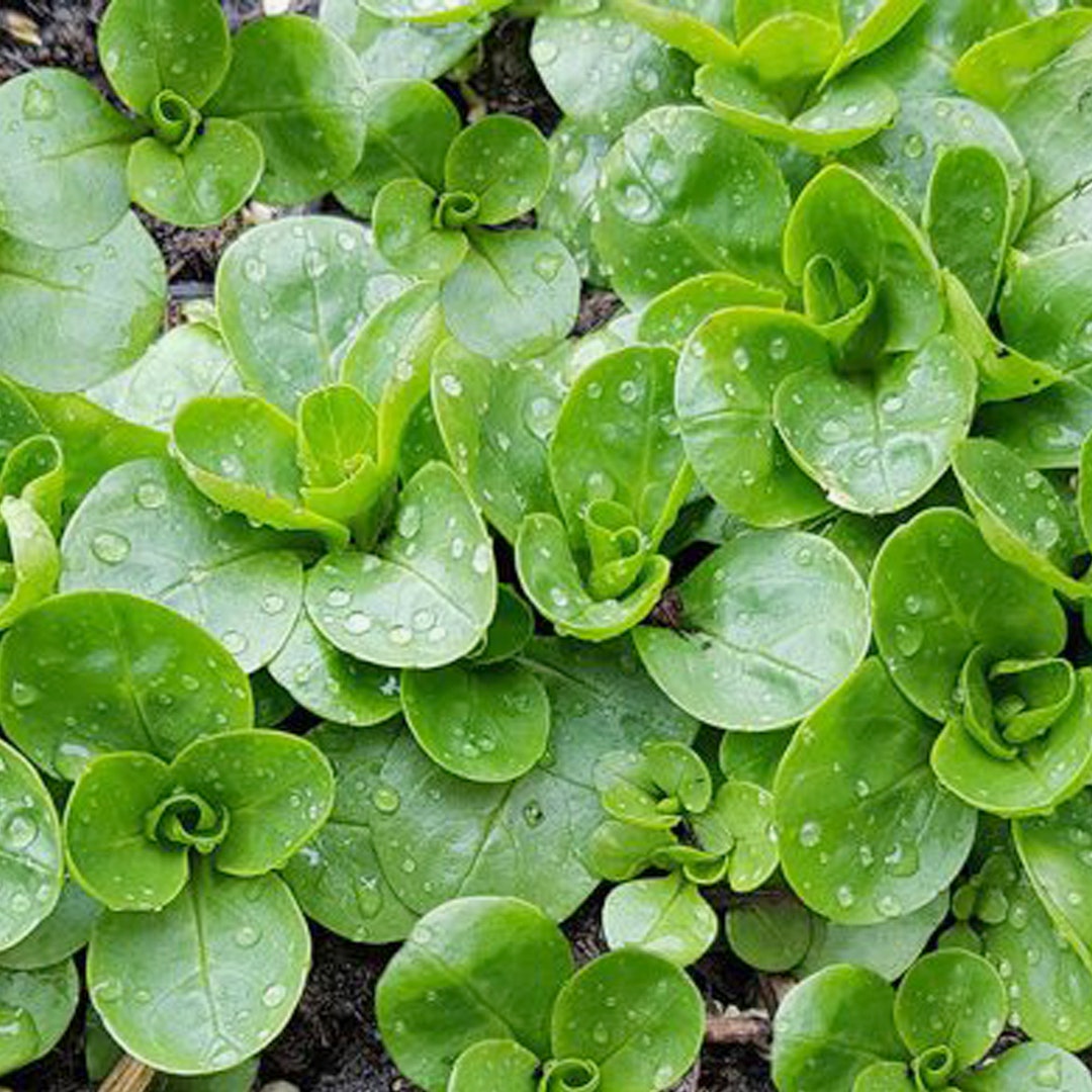 Dutch Corn Salad Seeds - Organic, Heirloom, Open Pollinated, Non GMO ...