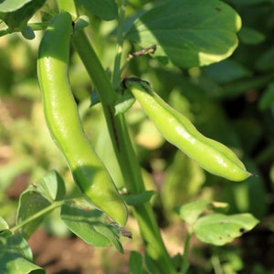 Fava Bean Seeds - Organic, Heirloom, Open Pollinated, Non GMO - Grow ...