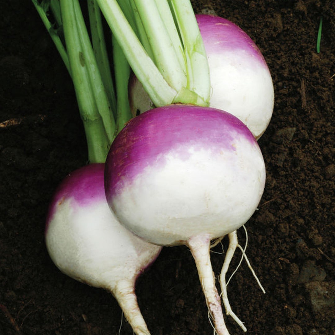 Rutabaga Seeds - Organic, Heirloom, Open Pollinated, Non GMO - Grow ...