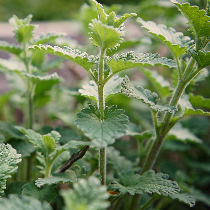 Catnip Seeds - Organic, Heirloom, Non GMO - Grow Indoors, Outdoors, in ...