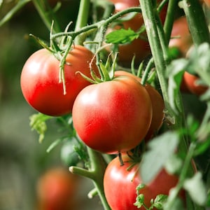 Floradade Tomato Seeds - Organic, Heirloom, Open Pollinated, Non GMO ...