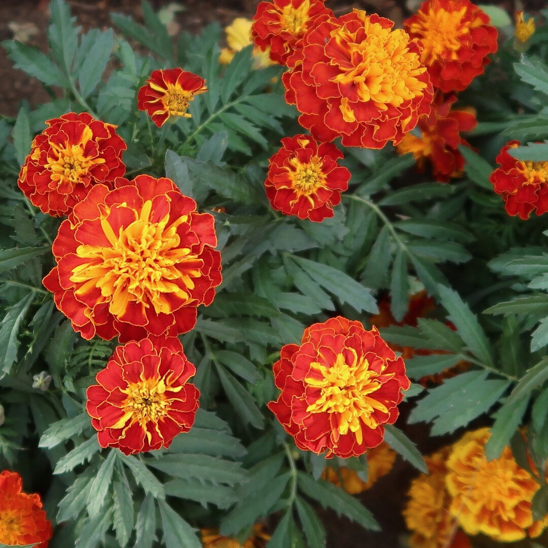 Red Marigold Flower Seeds - Grow Beautiful Flowers Indoors, Outdoors ...