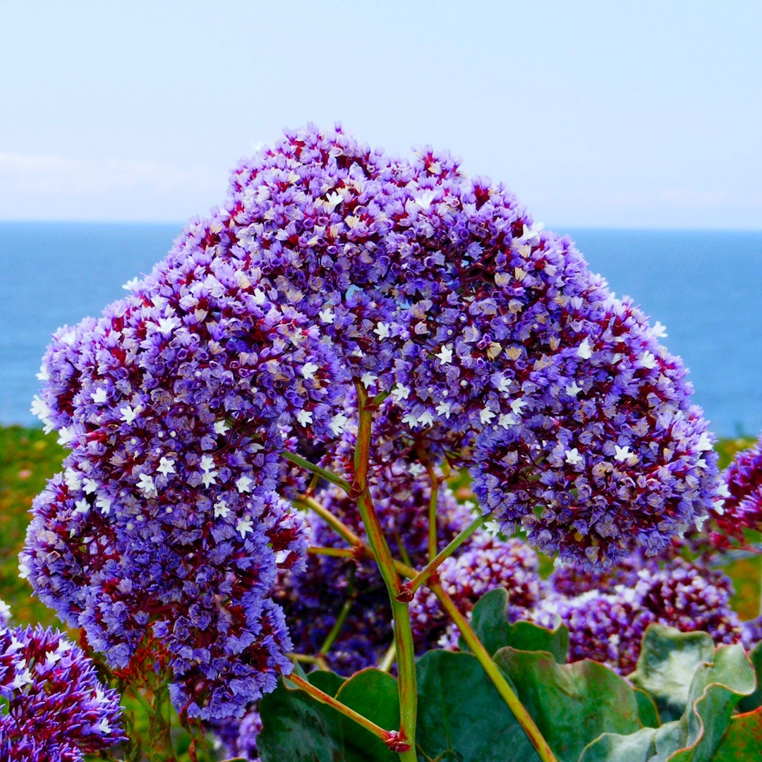 Sea Lavender Flower Seeds - Grow Beautiful Flowers Indoors, Outdoors ...