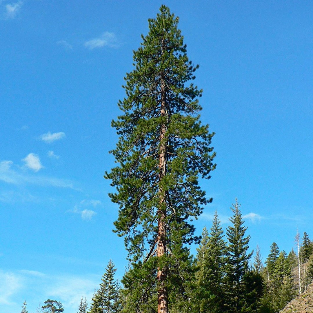 Pine Tree Seeds - Heirloom, Open Pollinated, Non GMO - Grow Indoors ...