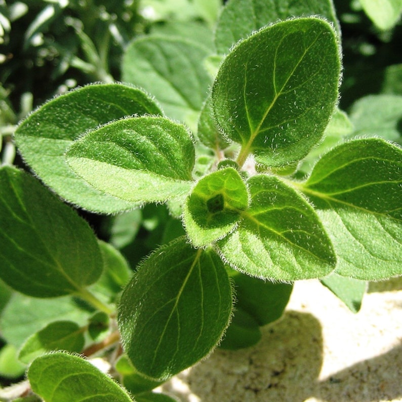 Italian Oregano Seeds - Organic, Heirloom, Open Pollinated, Non GMO ...