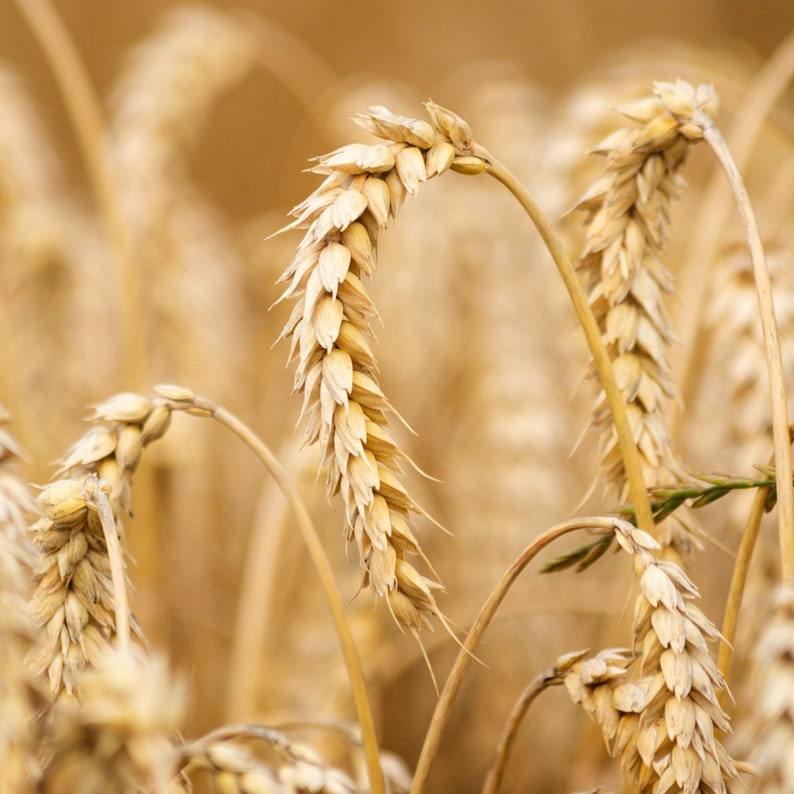 Barley Seeds - Organic, Heirloom, Open Pollinated, Non GMO - Grow ...