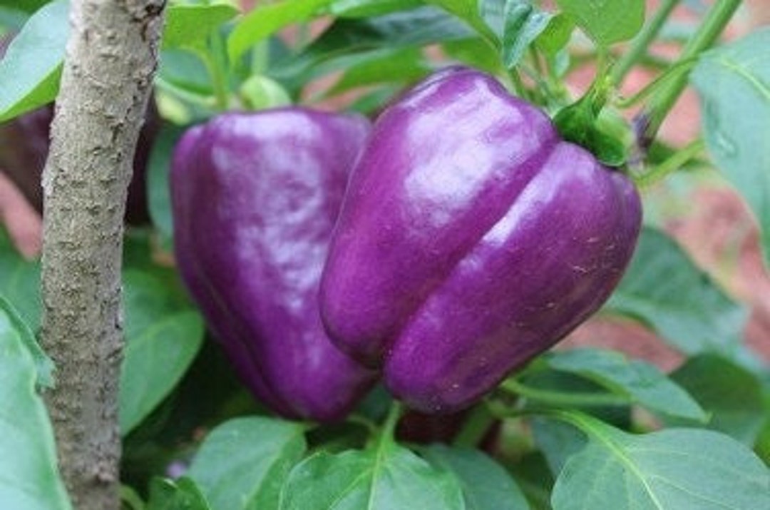 Purple Pepper Seeds - Organic, Heirloom, Open Pollinated, Non GMO ...