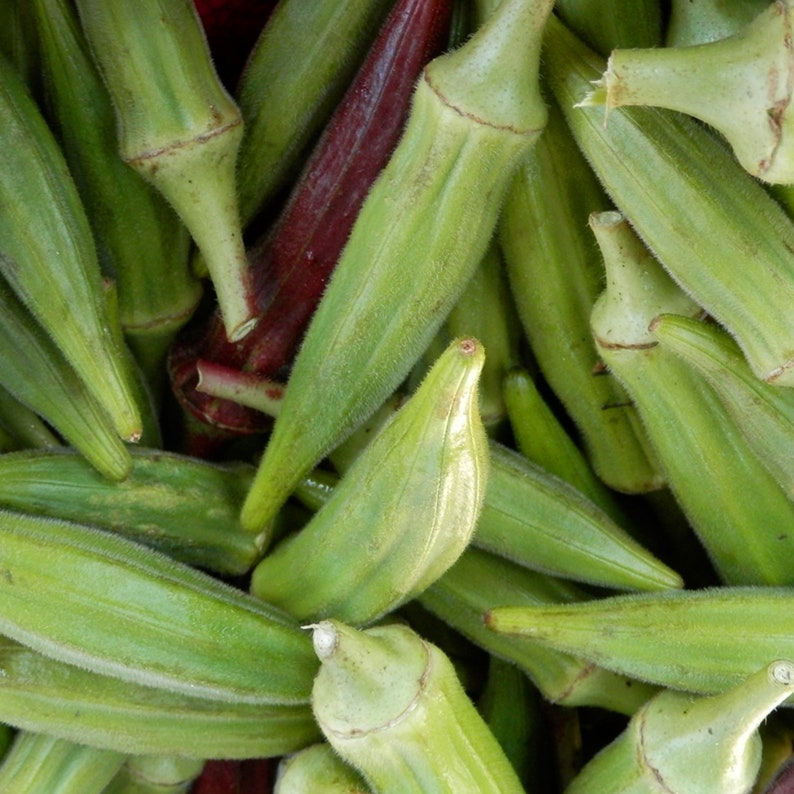 Okra Seeds - Organic, Heirloom, Open Pollinated, Non GMO - Grow Indoors ...