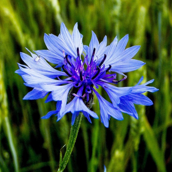 Blue Cornflower Seeds Grow Beautiful Flowers Indoors - Etsy