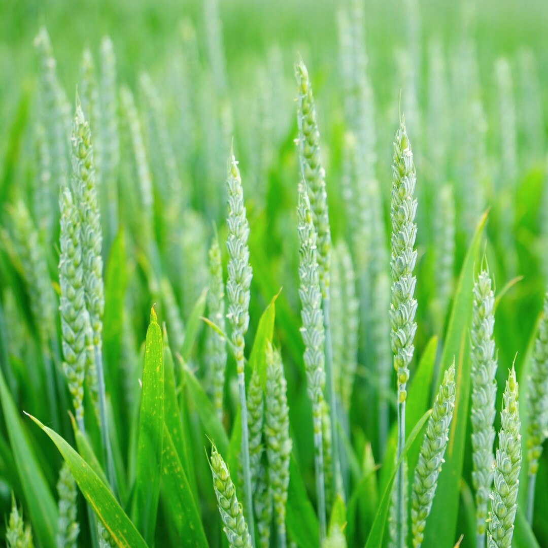 Spelt Seeds - Organic, Heirloom, Open Pollinated, Non GMO - Grow ...