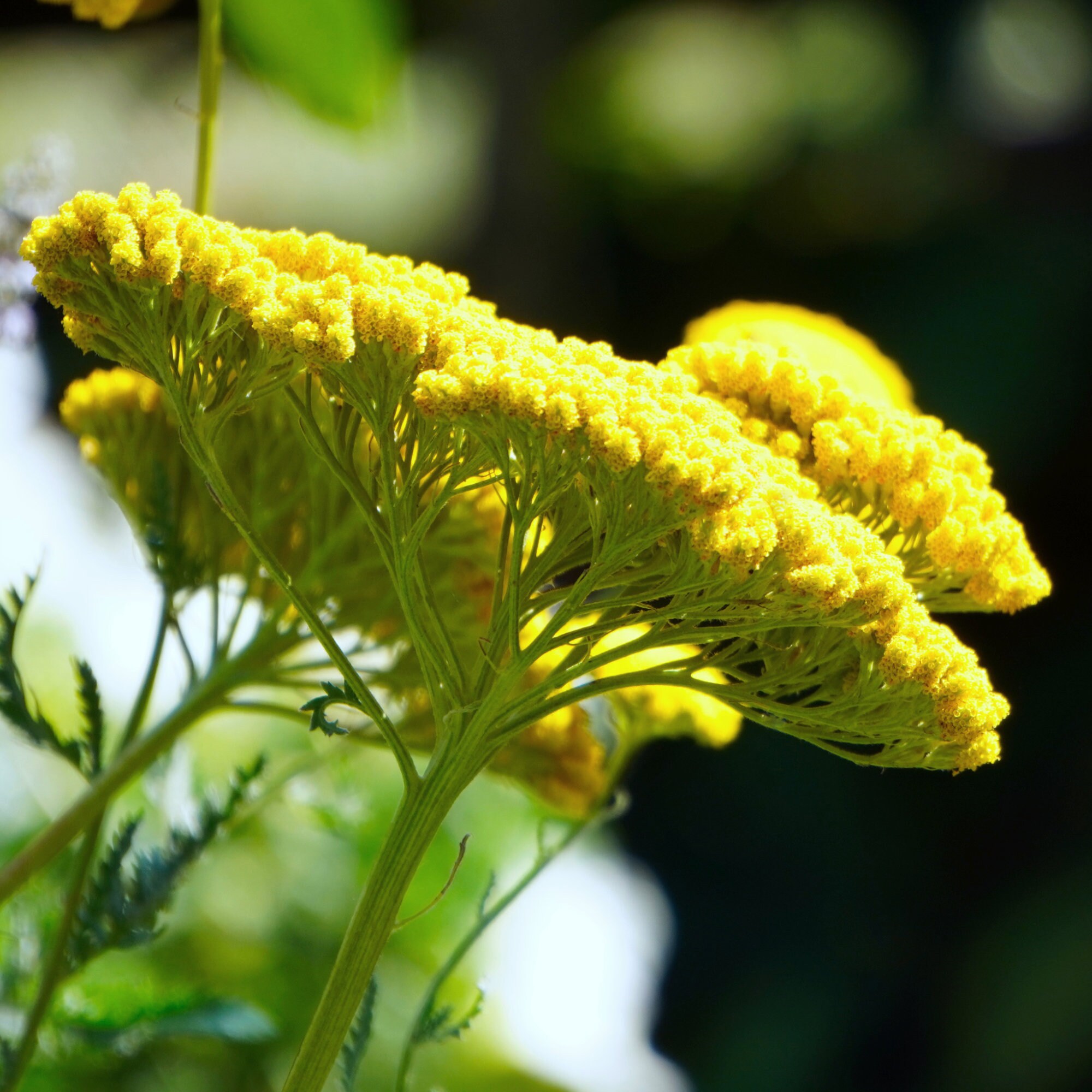 Golden Yarrow Seeds - Organic, Heirloom, Non GMO - Grow Indoors ...