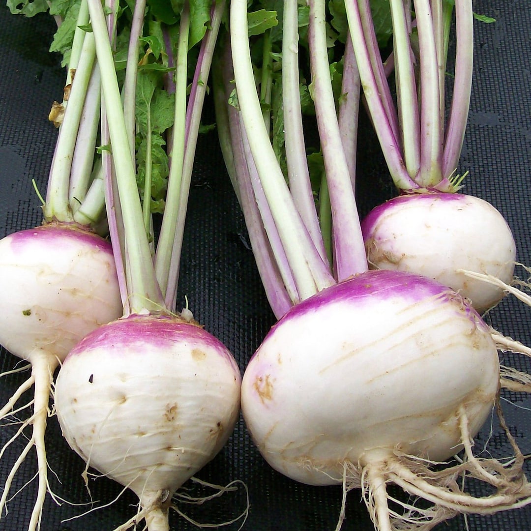 Turnip Seeds - Organic, Heirloom, Open Pollinated, Non GMO - Grow ...