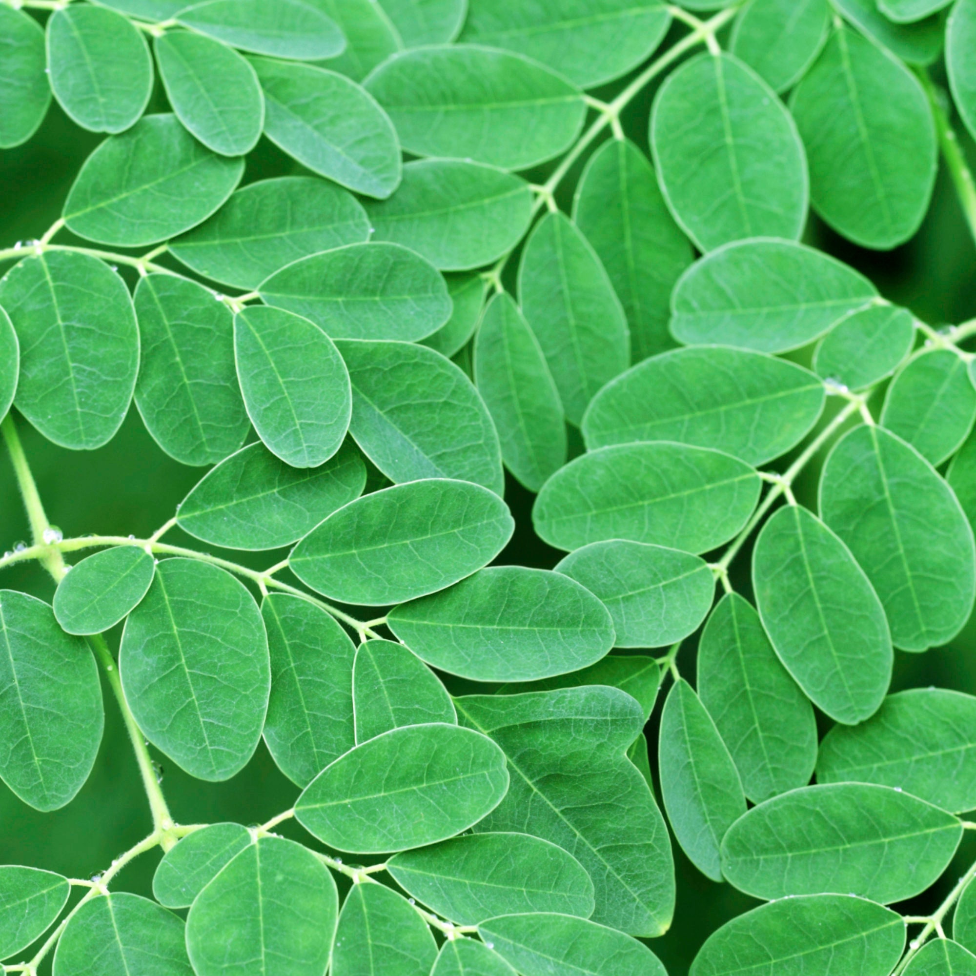 Moringa Tree Seeds - Organic, Heirloom, Open Pollinated, Non GMO - Grow ...