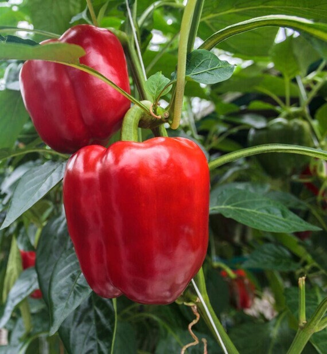 Sweet Pepper Seeds - Organic, Heirloom, Open Pollinated, Non GMO - Grow ...