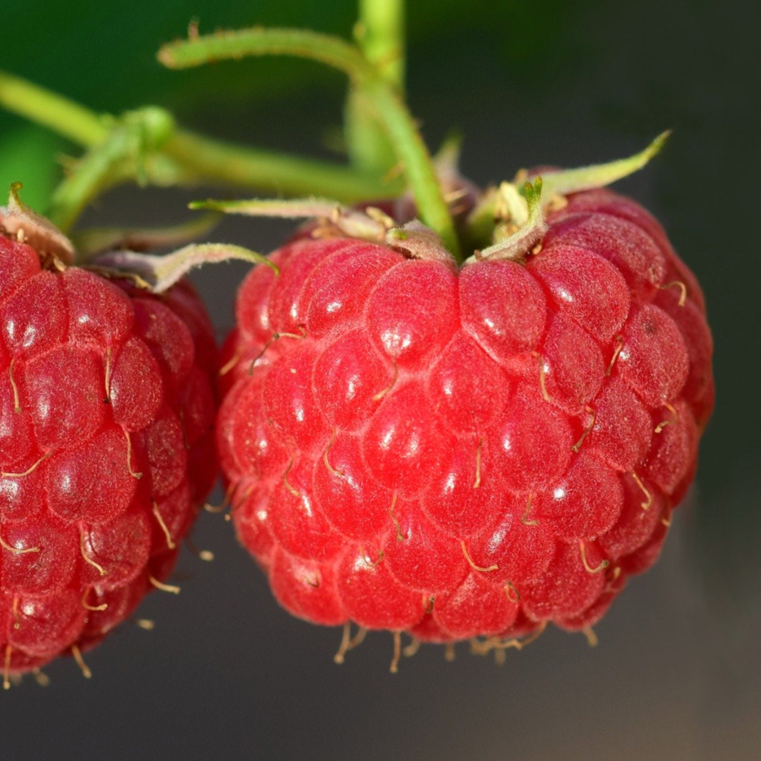 Raspberry Seeds - Organic, Heirloom, Open Pollinated, Non GMO - Grow ...
