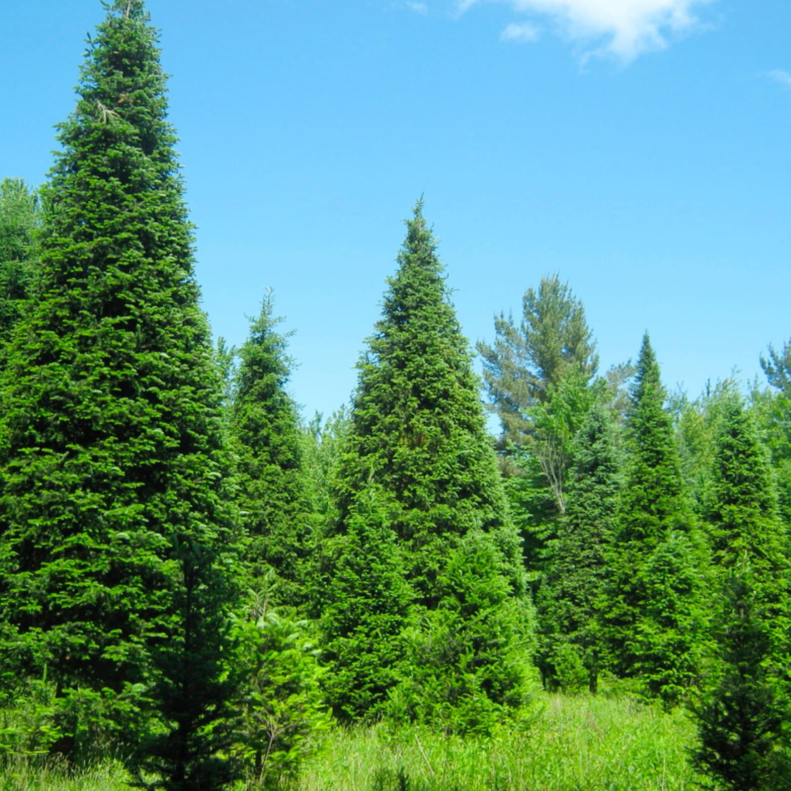Balsam Fir Tree Seeds - Heirloom, Open Pollinated, Non GMO - Grow ...