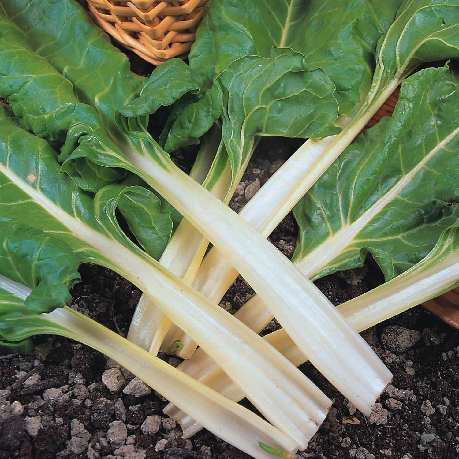 Swiss Chard Seeds - Organic, Heirloom, Open Pollinated, Non GMO - Grow ...