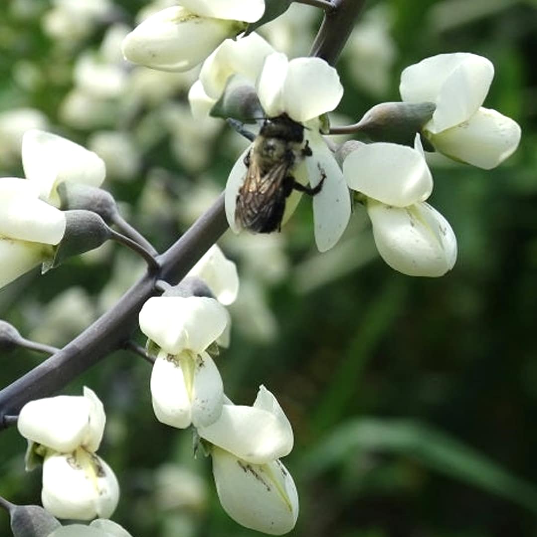 White Wild Indigo Flower Seeds - Grow Beautiful Flowers Indoors ...
