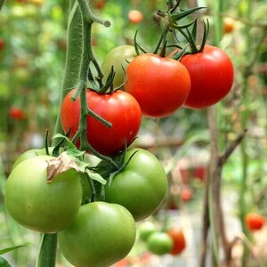 Floradade Tomato Seeds - Organic, Heirloom, Open Pollinated, Non GMO ...