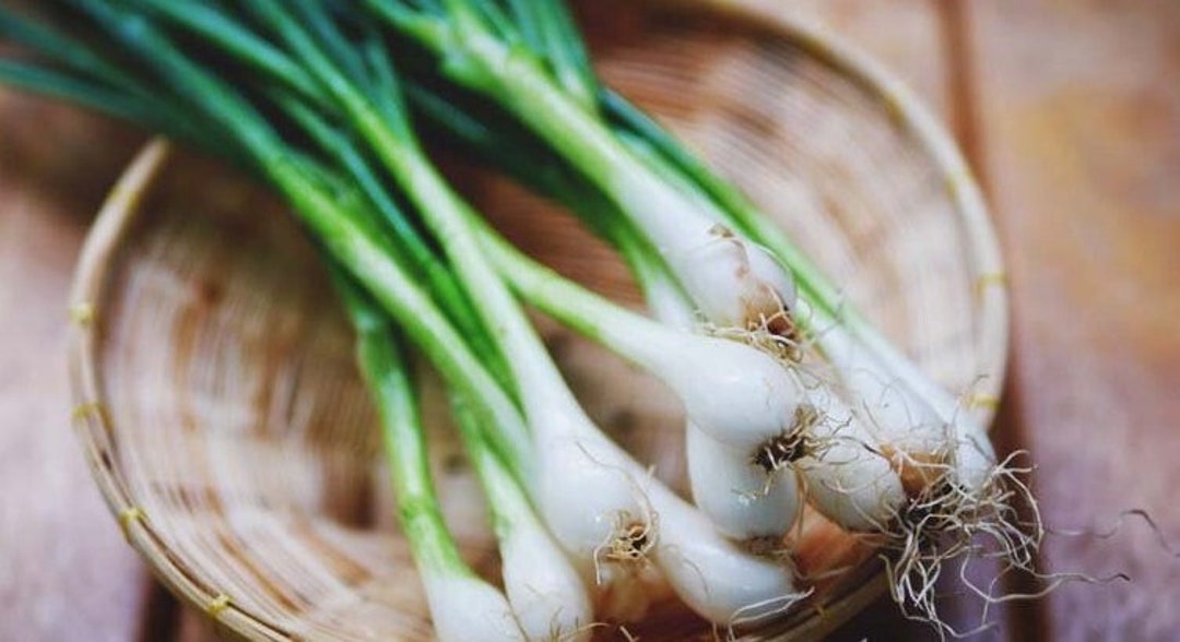 Scallion Seeds - Organic, Heirloom, Open Pollinated, Non GMO - Grow ...