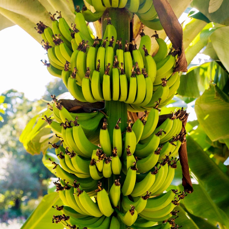 Banana Organic Seeds Heirloom Open Pollinated Non GMO | Etsy