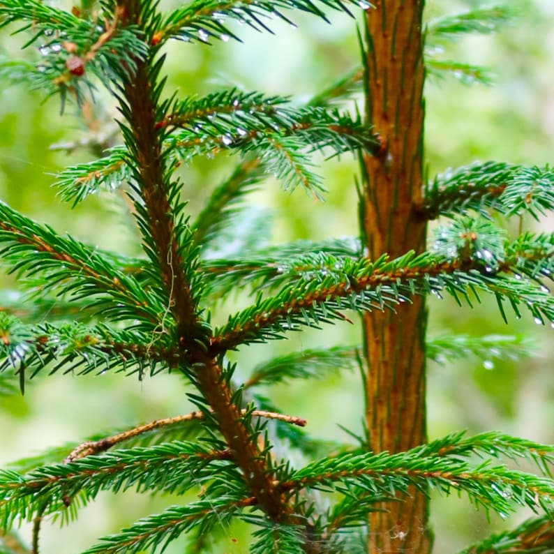 Norway Spruce Tree Seeds - Heirloom, Open Pollinated, Non GMO - Grow ...