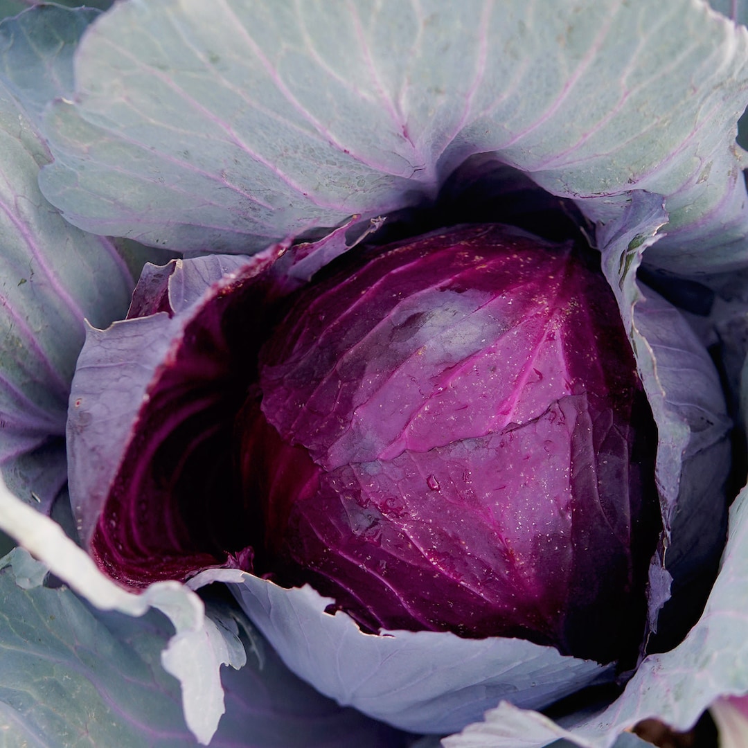 Red Cabbage Seeds - Organic, Heirloom, Open Pollinated, Non GMO - Grow ...