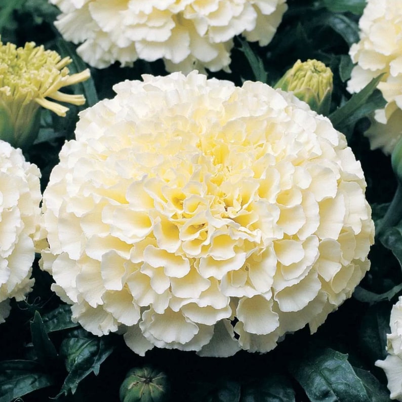 White Marigold Flower Seeds - Grow Beautiful Flowers Indoors, Outdoors ...