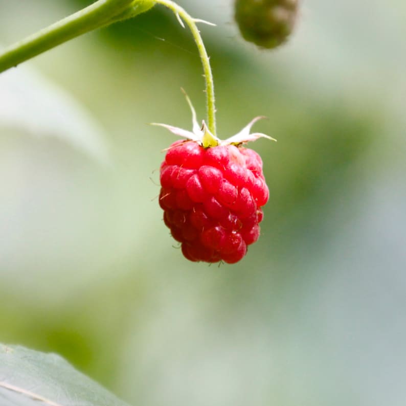 Raspberry Seeds - Organic, Heirloom, Open Pollinated, Non GMO - Grow ...