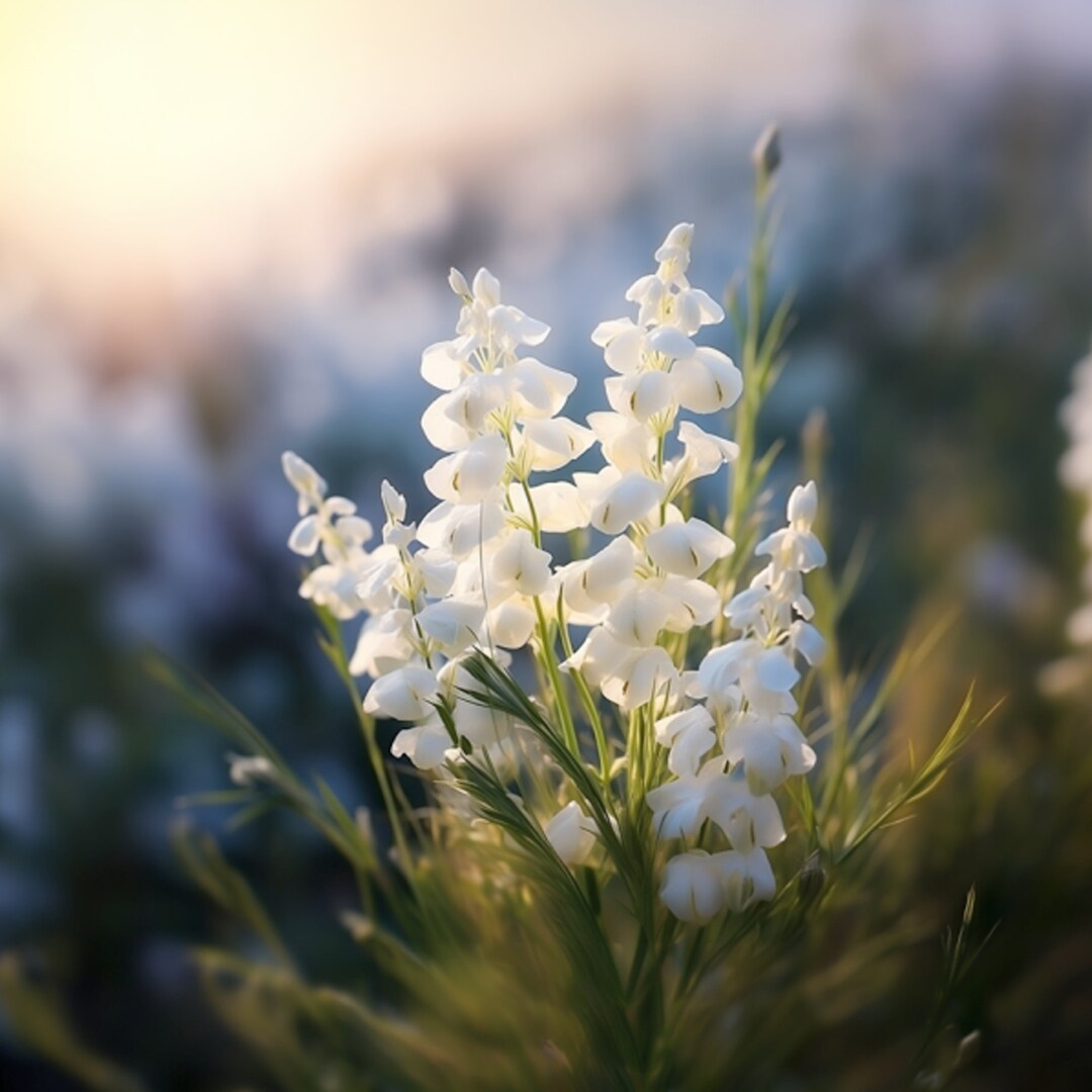 Cream Wild Indigo Flower Seeds - Grow Beautiful Flowers Indoors ...