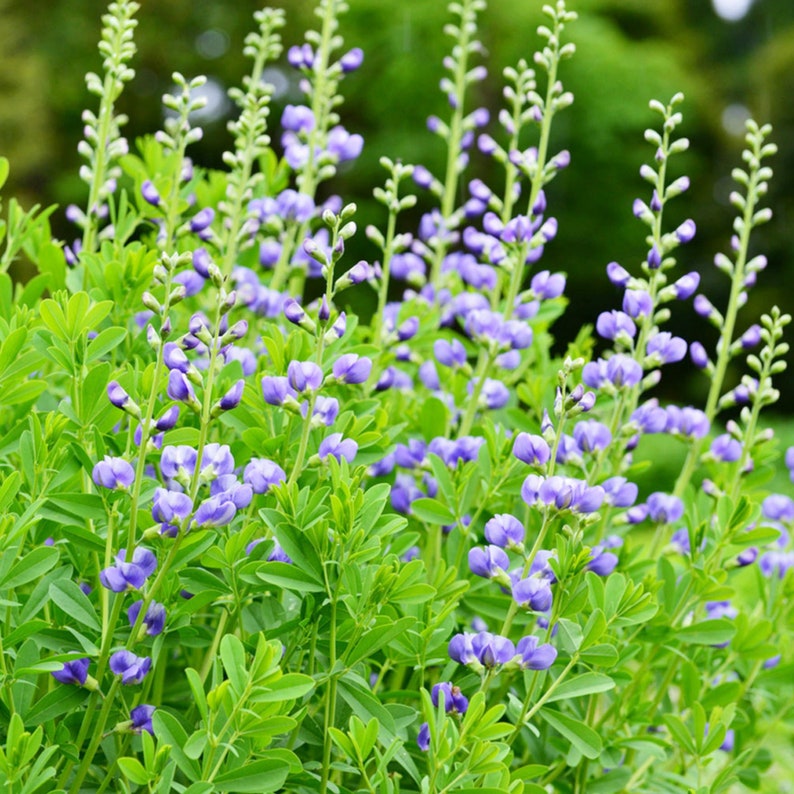 Blue Wild Indigo Flower Seeds Grow Beautiful Flowers - Etsy