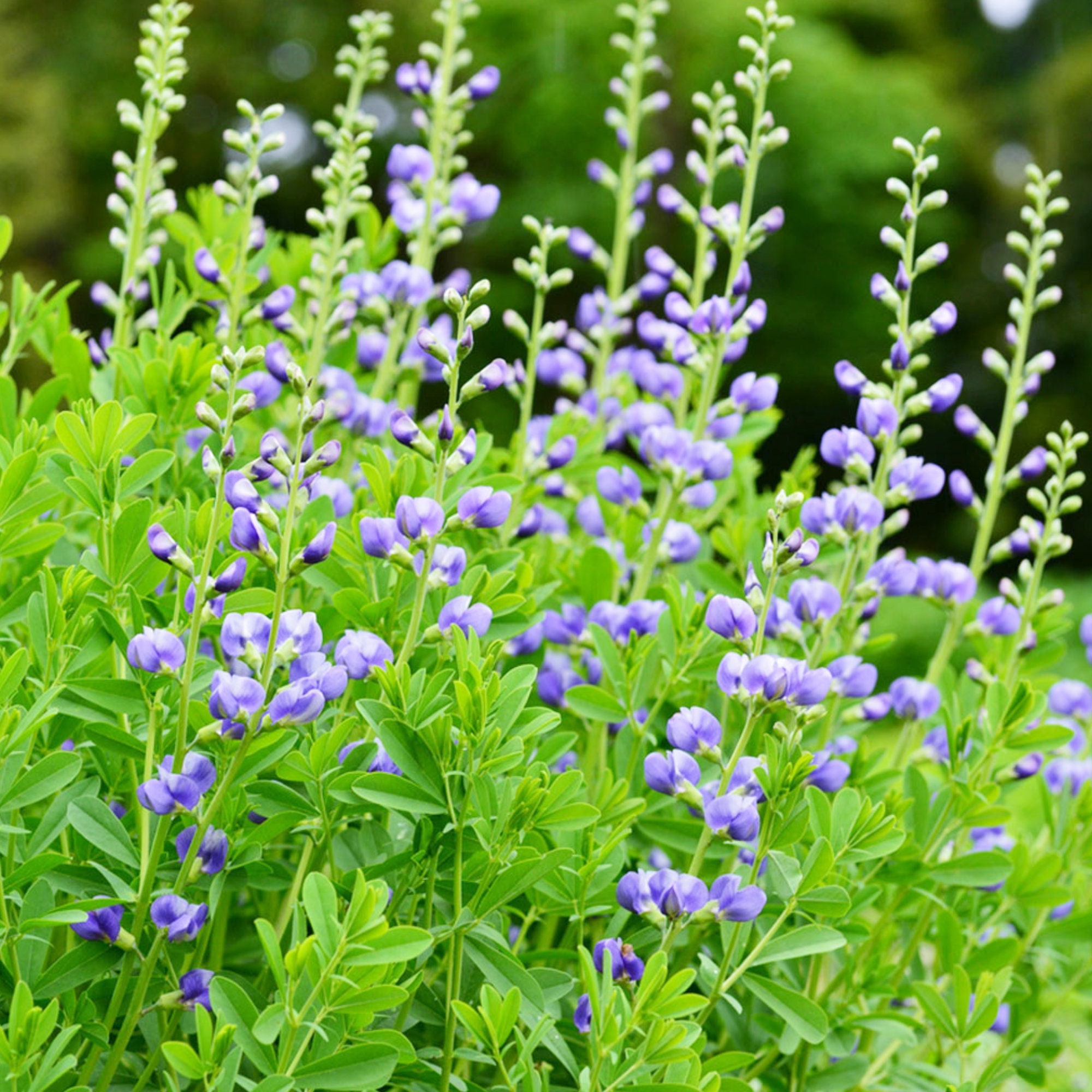 Blue Wild Indigo Flower Seeds - Grow Beautiful Flowers Indoors ...