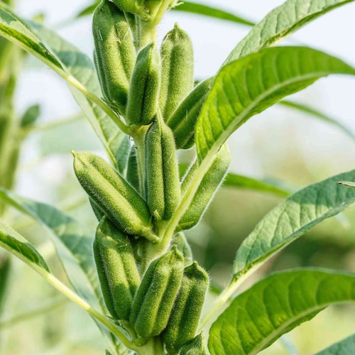 Sesame Organic Seeds Heirloom Open Pollinated Non GMO | Etsy