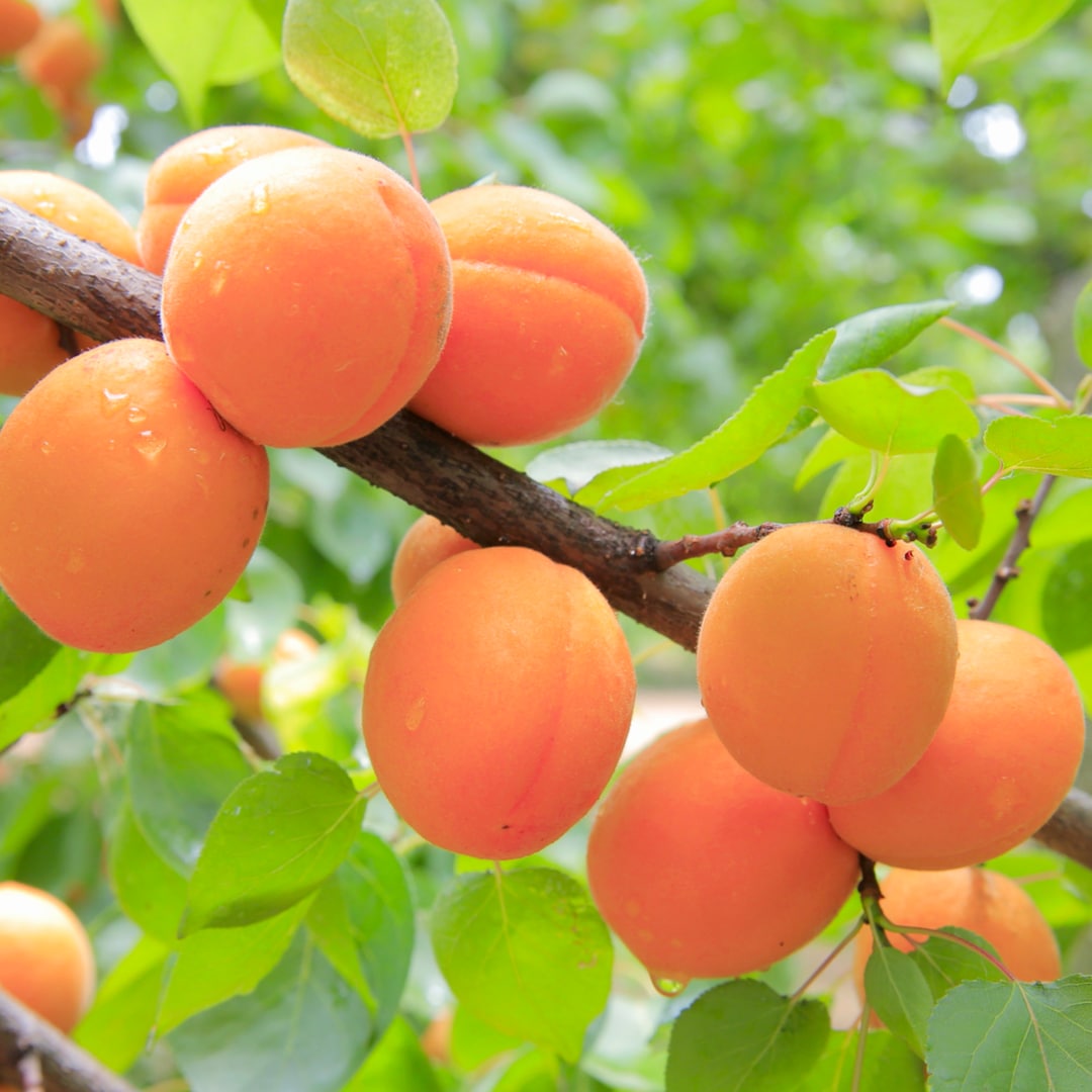 Apricot Seeds - Organic, Heirloom, Open Pollinated, Non GMO - Grow ...