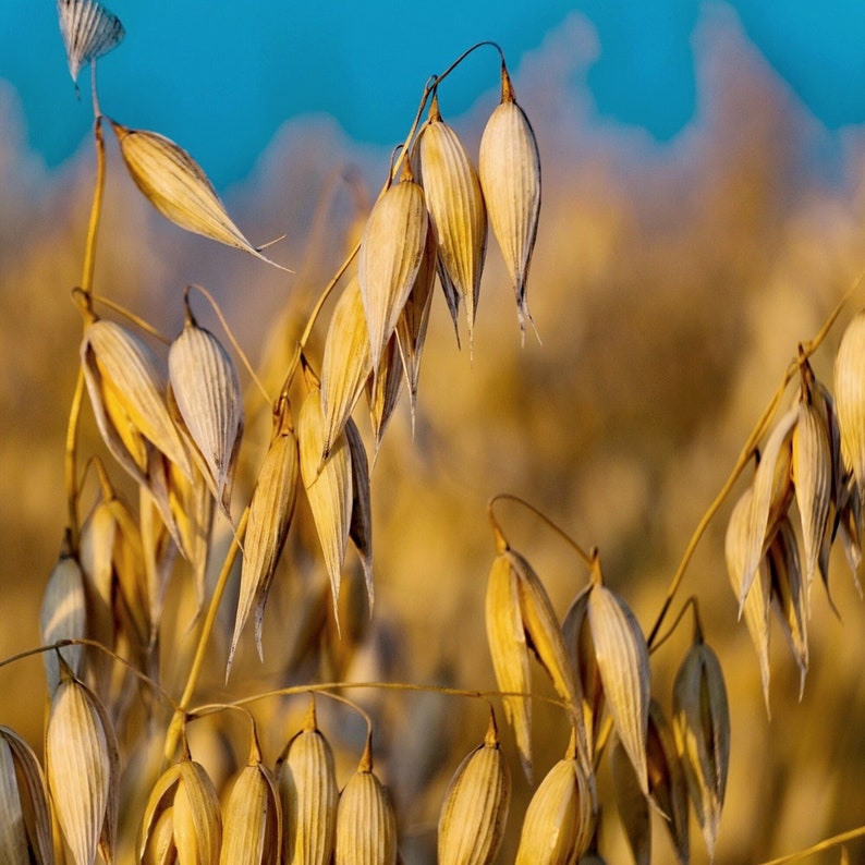 Oats Seeds - Organic, Heirloom, Open Pollinated, Non GMO - Grow Indoors ...