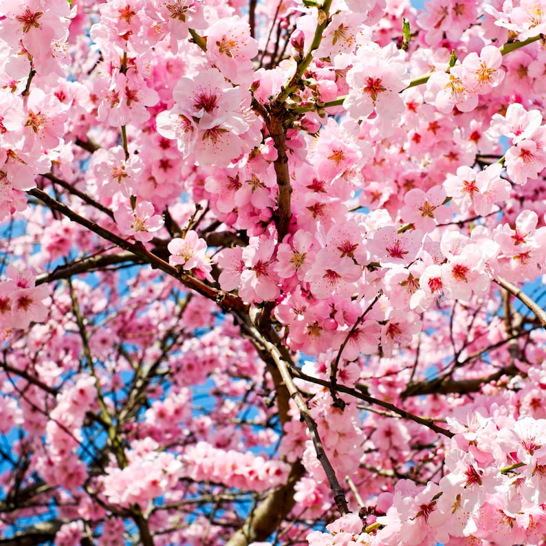 Japanese Cherry Tree Seeds - Heirloom, Non GMO - Grow Indoors, Outdoors ...